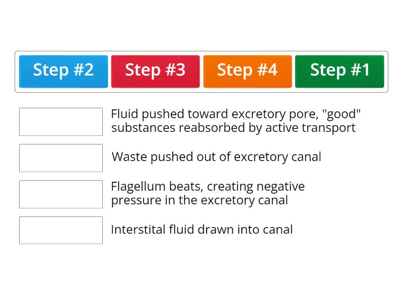 Protonephridia (flame cells) - Match up