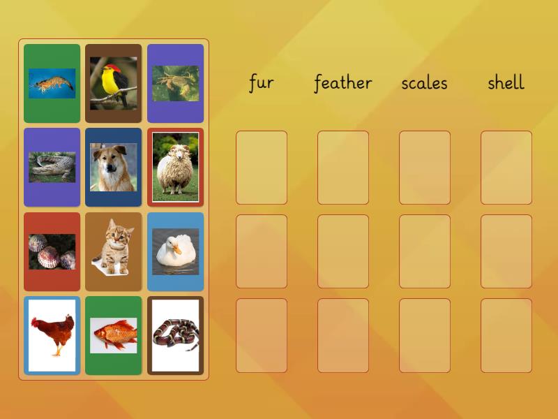 BODY COVERING OF ANIMALS - Group sort