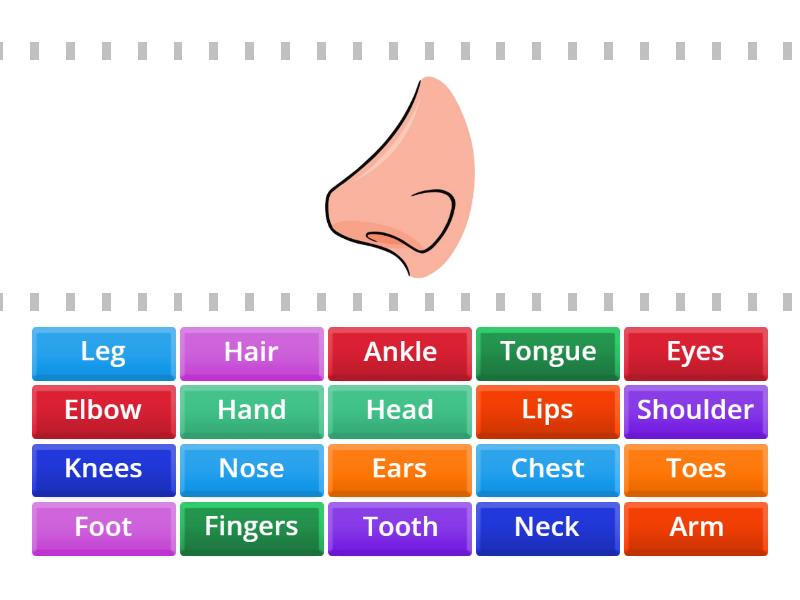 Find the Body Parts - Find the match