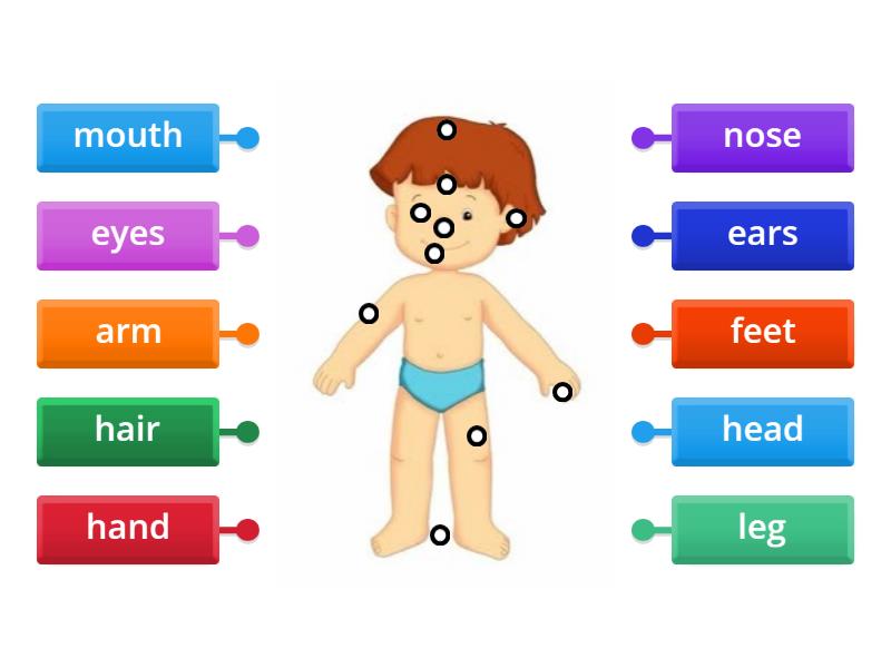 My body matching - Labelled diagram
