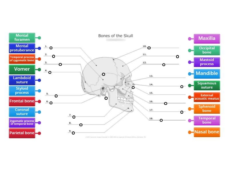 Lateral Skull View Labeled - Labelled diagram