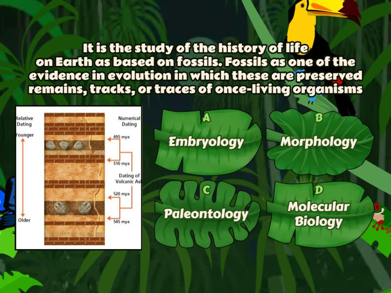 Evidence of Evolution - Quiz