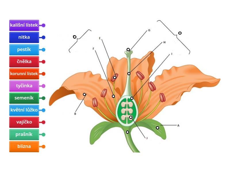 Stavba květu - Labelled diagram