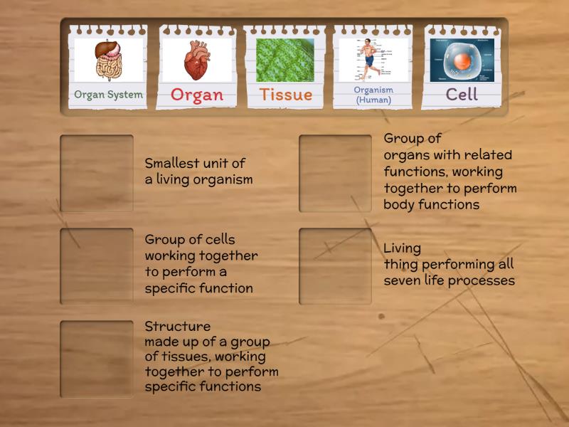 Cells, tissues, organs, organ systems - Match up