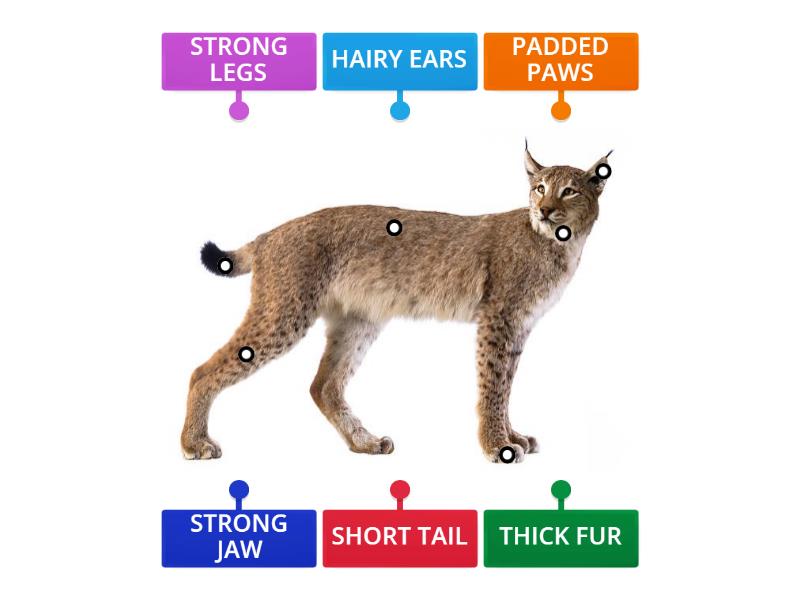 LYNX BODY PARTS - Labelled diagram