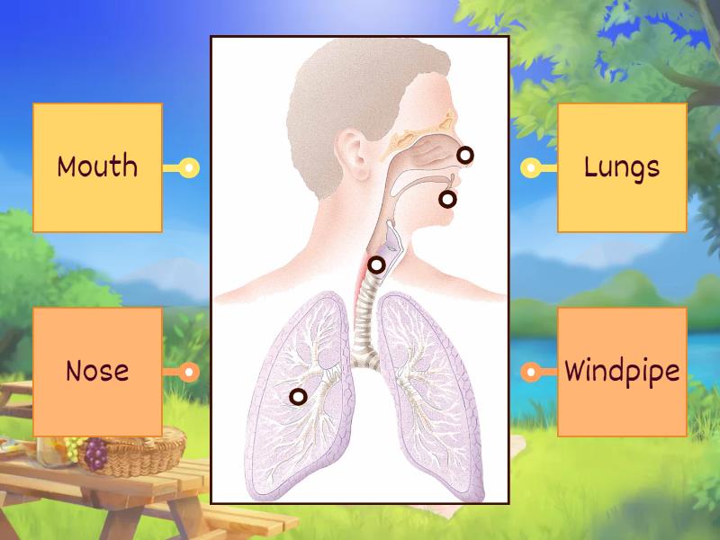 Respiratory System Label diagram - Labelled diagram