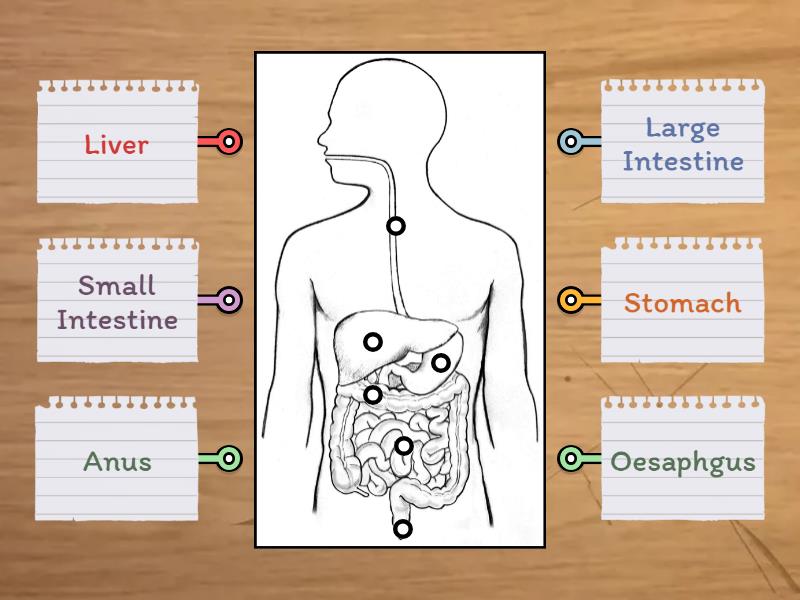 The Digestive System - Labelled diagram