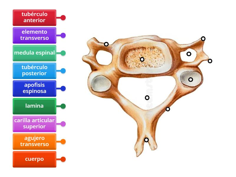 Cervical - Labelled diagram