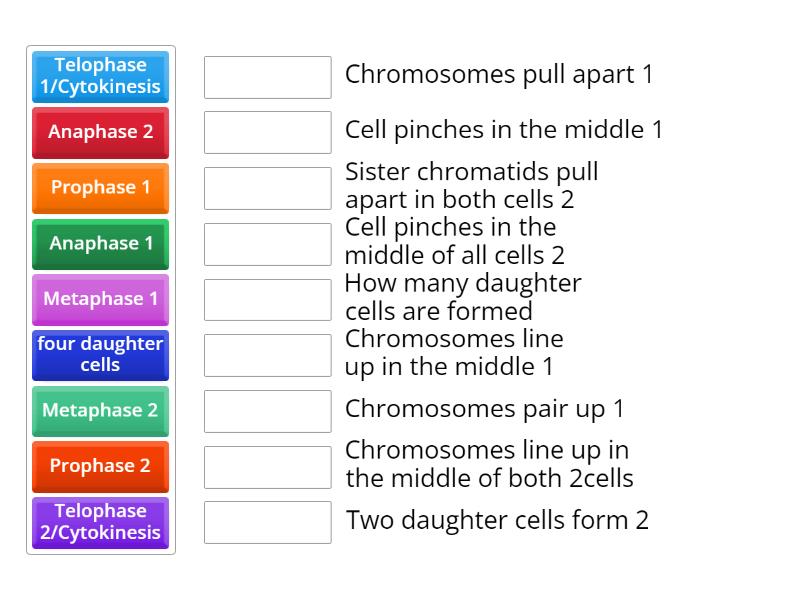 Stages of Meiosis Game - Match up