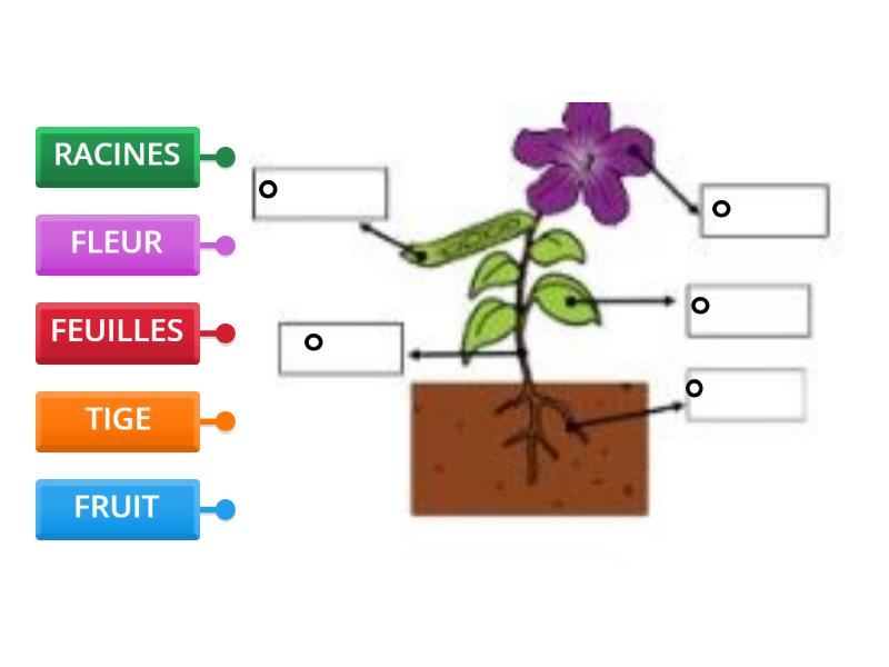 PARTIES D'UNE FLEUR - Labelled diagram