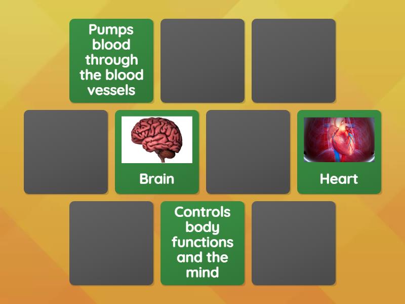 Body organs - Matching pairs