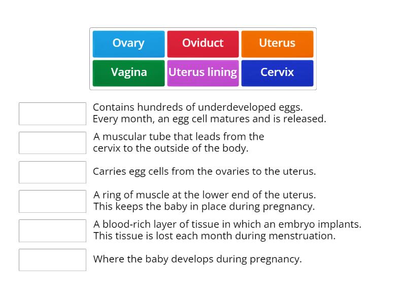 Functions of the parts of the female reproductive system - Match up