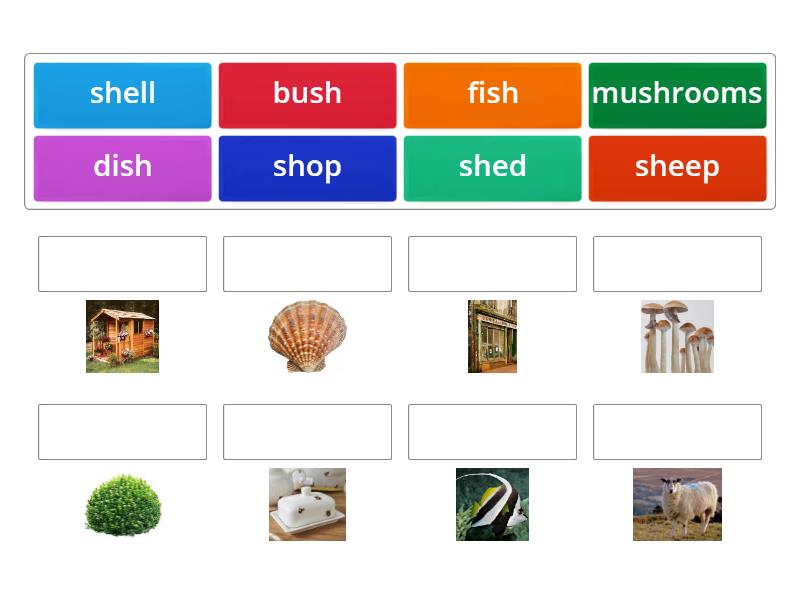 PHONICS PHASE 3- /SH/ SOUND - Match up