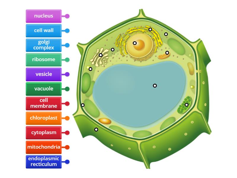 Plant cell - Labelled diagram