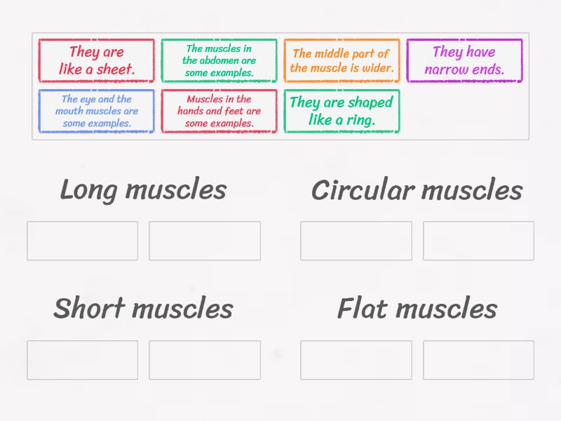Types of muscles - Group sort