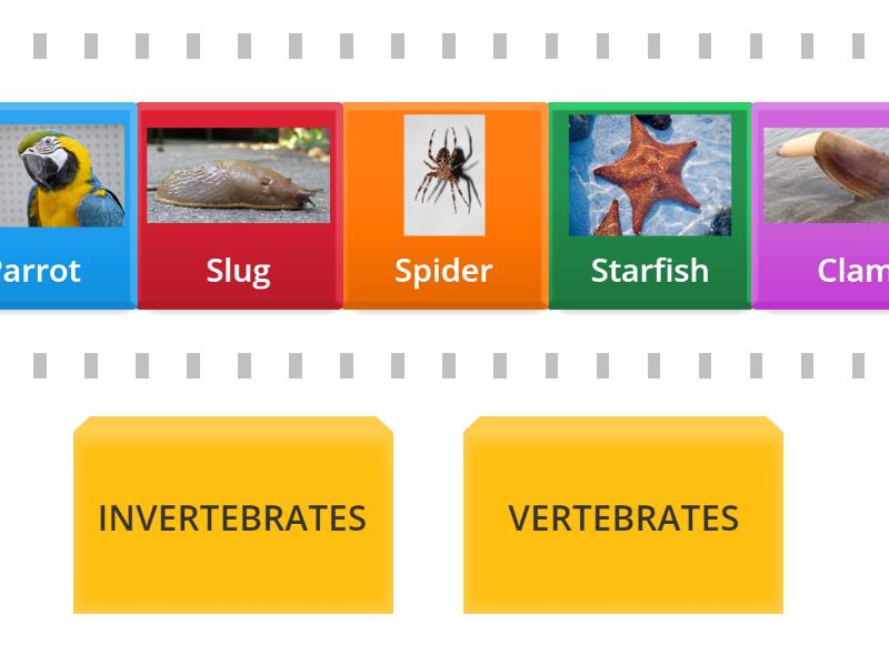 Unit 4: Vertebrates versus Invertebrates - Speed sorting
