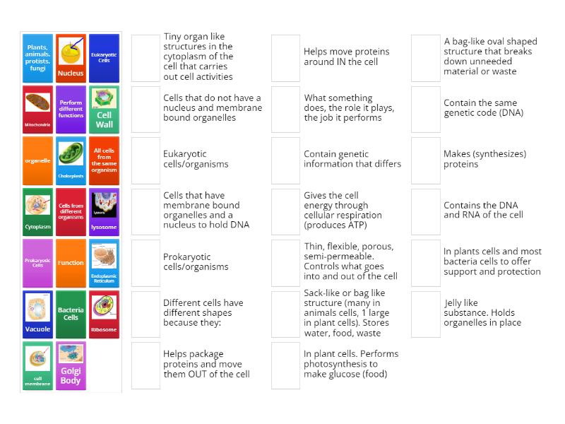 Types of Cells & Cell Organelles - Match up