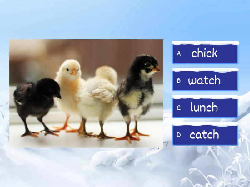 tch /ch words: chick, watch, catch, lunch - Quiz
