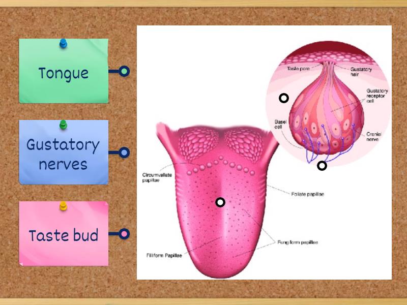 Taste sense parts - Labelled diagram