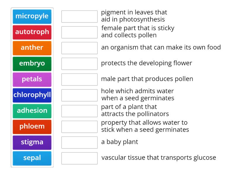 Science Plant Vocabulary Part 1 - Match up