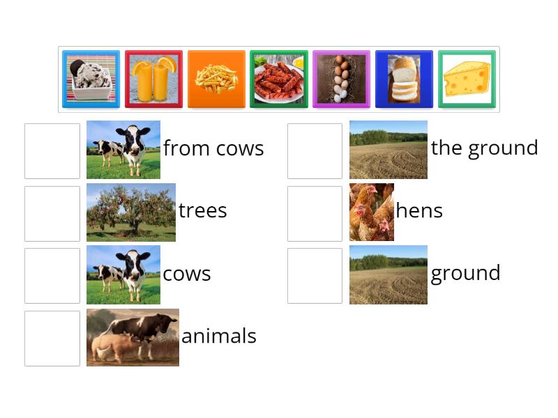 Where does our food come from? - Match up