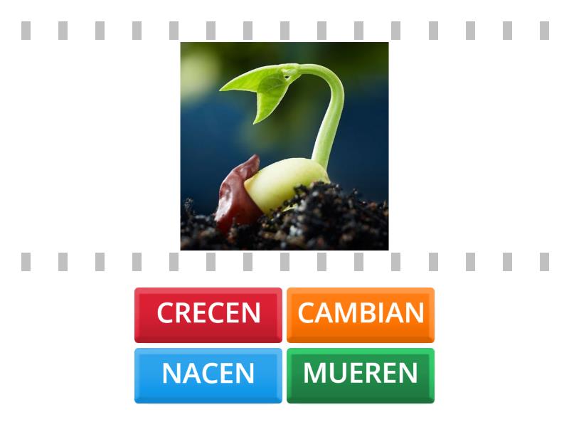 CICLO DE VIDA DE LAS PLANTAS - Find the match