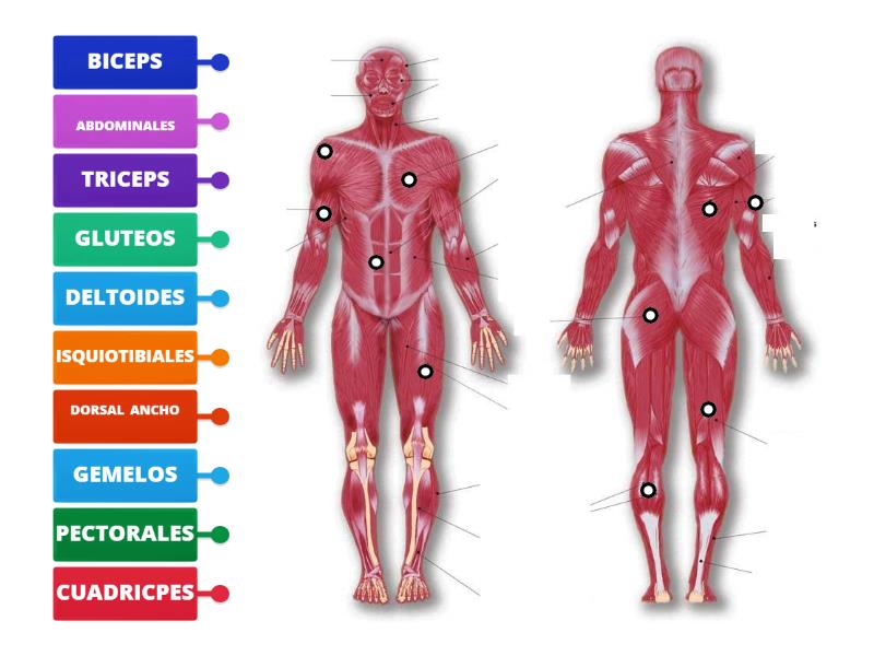 MUSCULOS DEL CUERPO HUMANO - Diagrama con etiquetas