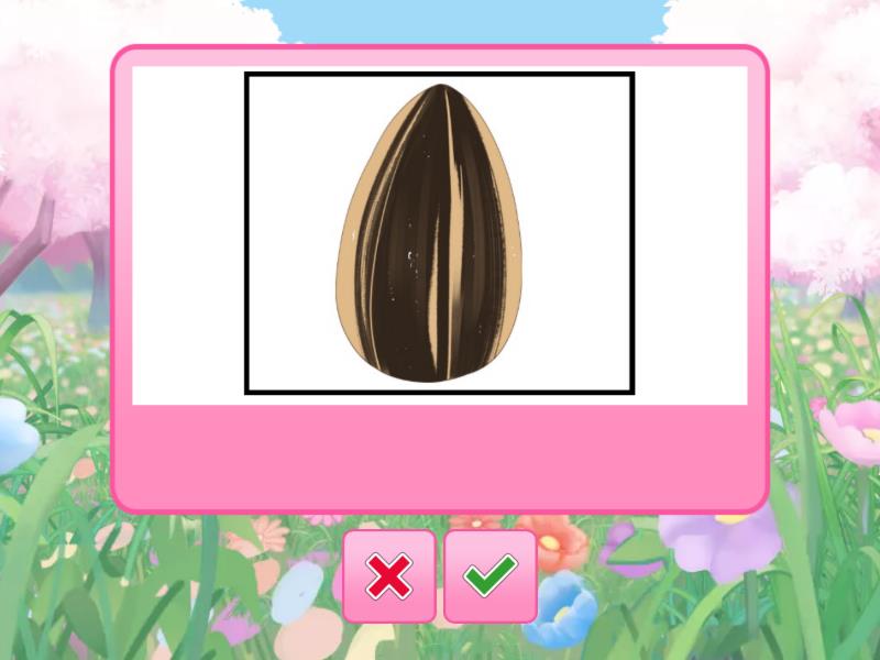 Sal the seed_Flashcards - Flash cards