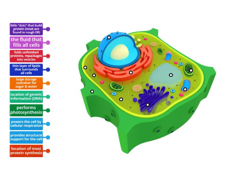 label plant cell functions - Labelled diagram