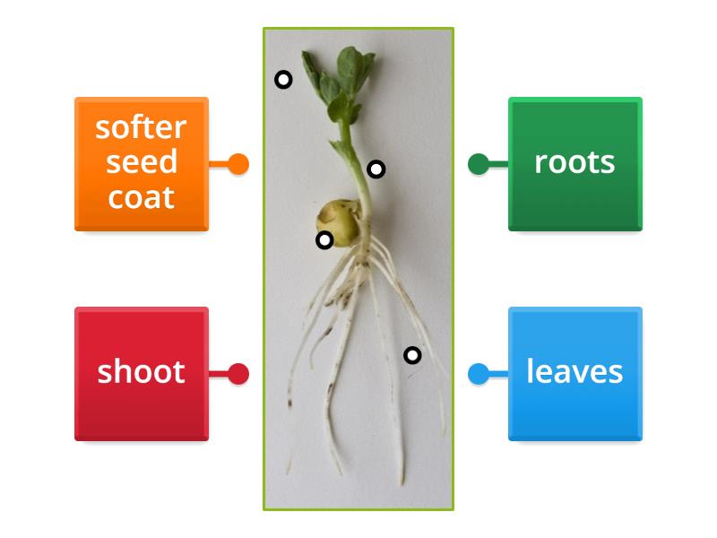 Seed germination labeling First Level - Labelled diagram