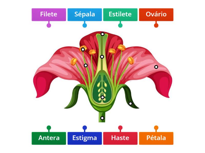 Atividade 1 - Partes da flor (completa) - Imagem com legenda