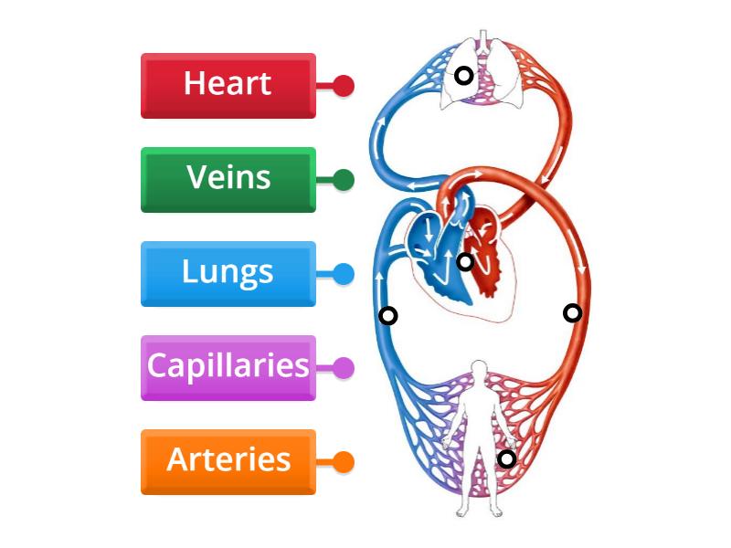 Arteries, Veins, Capillaries: basic functions - Labelled diagram