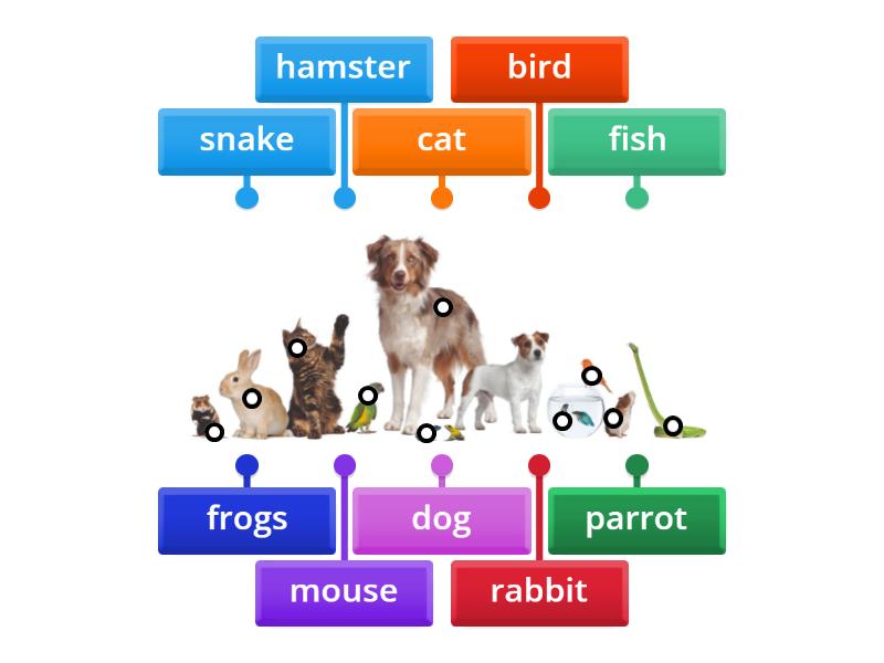 Pets 2 - Labelled diagram