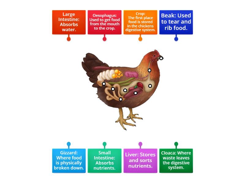 A Chickens Digestive System! - Labelled diagram
