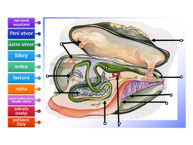 ŠKEBLE - stavba těla - Labelled diagram