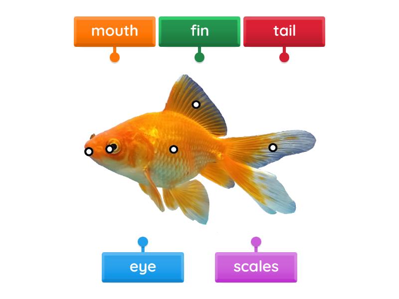 PARTS OF BODY (FISH) - Labelled diagram