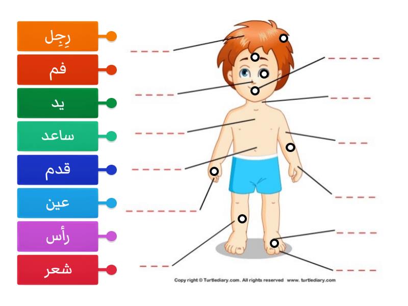 body parts - Labelled diagram