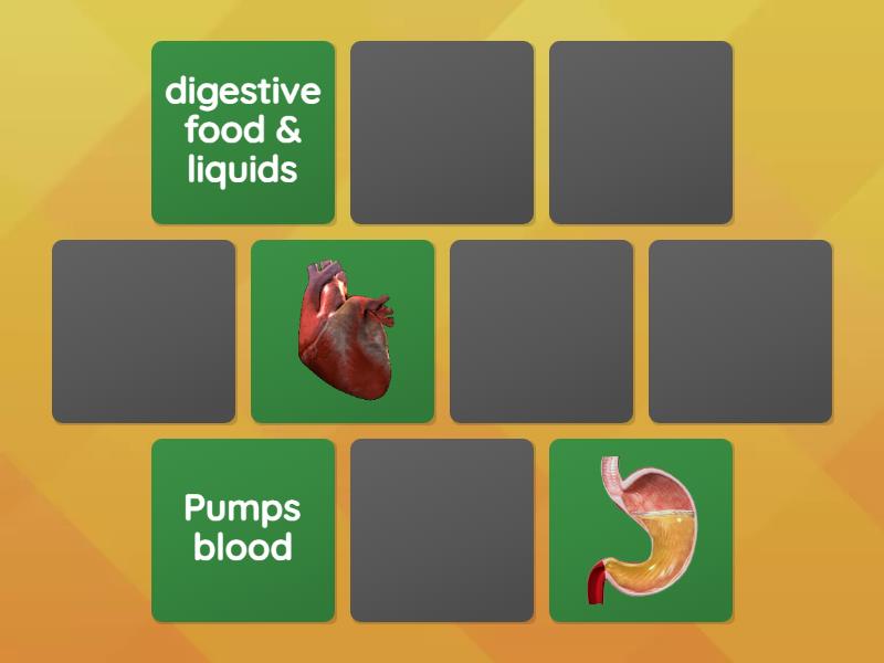 Human body - Matching pairs