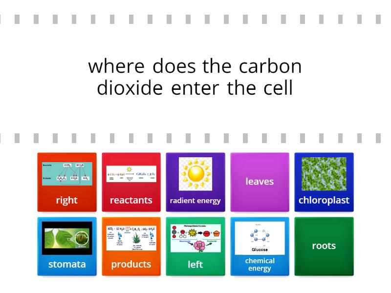 Photosynthesis Review - Find the match