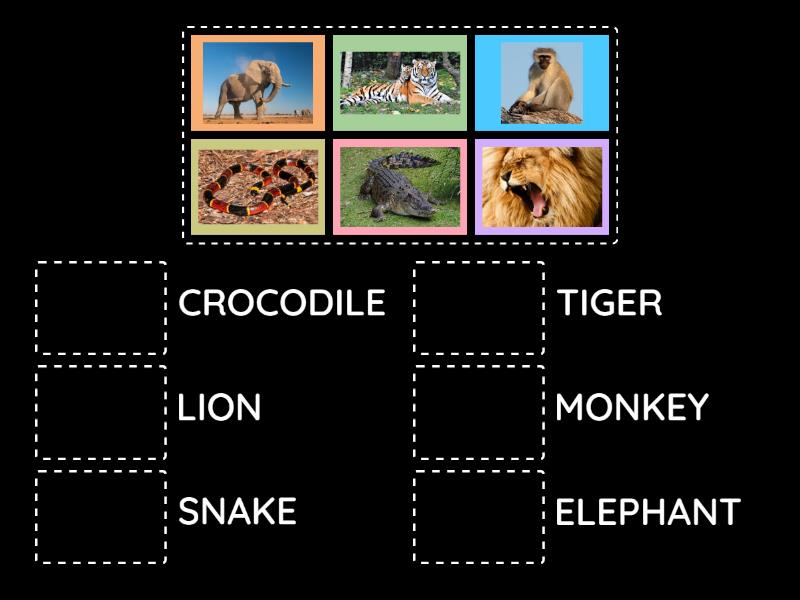 JUNGLE ANIMALS - Match up