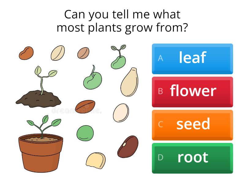 The life cycle of a plant - Quiz