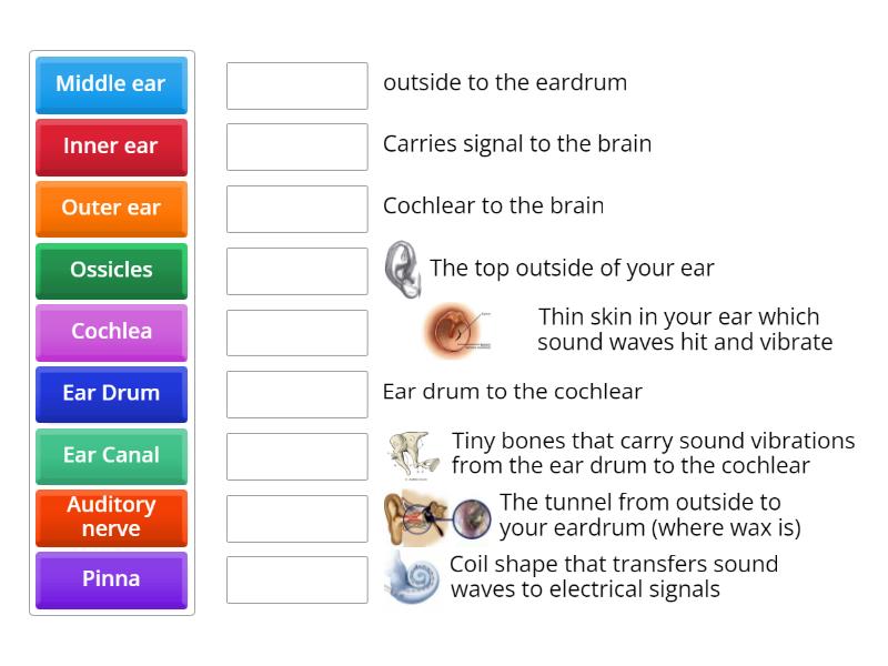 Ear Anatomy - Match up