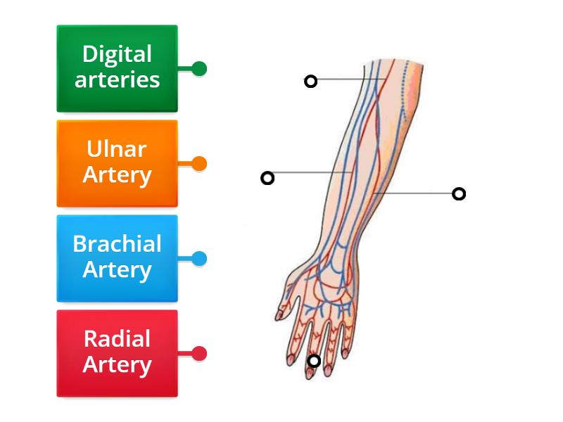 Blood of the arm - Labelled diagram