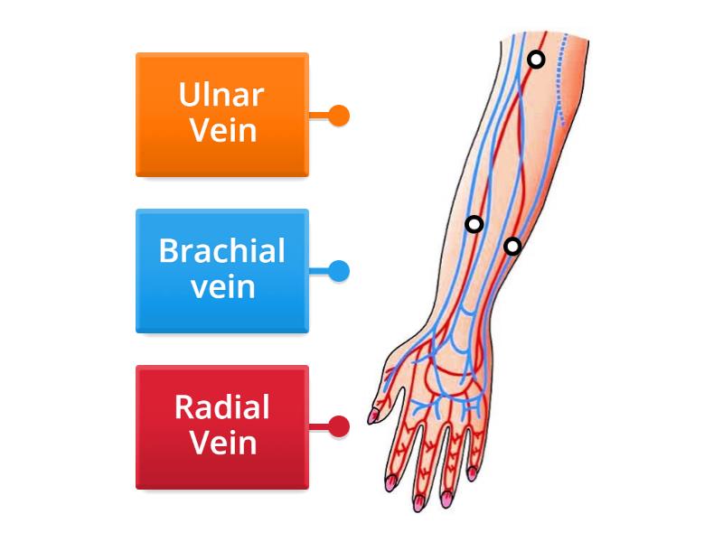 Blood to hand and arm - Labelled diagram