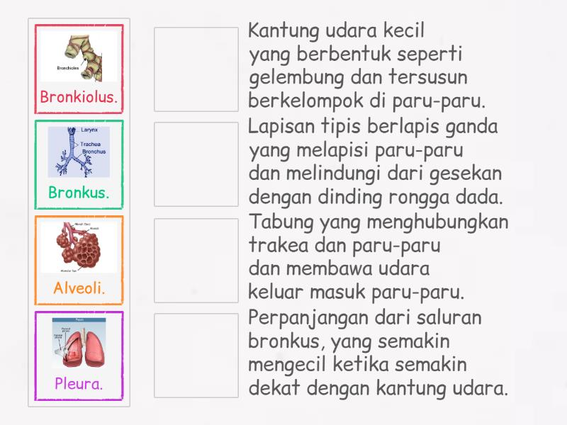 Game Tentang Anatomi Paru2 beserta Fungsinya - Une las parejas