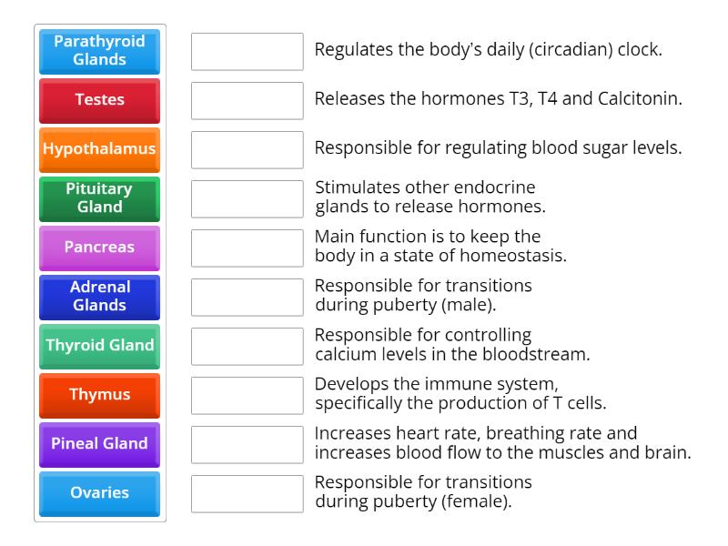 The endocrine system - Match up