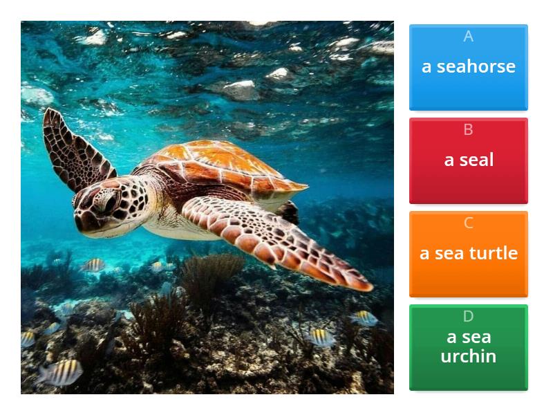 Research 4 SEA CREATURES 2 () - Quiz