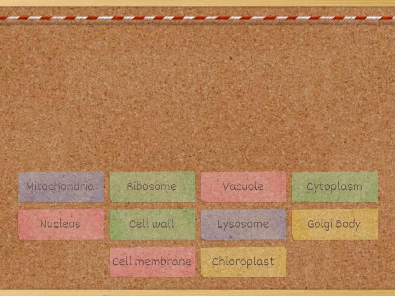 Cell Organelle Matching Game - Find the match
