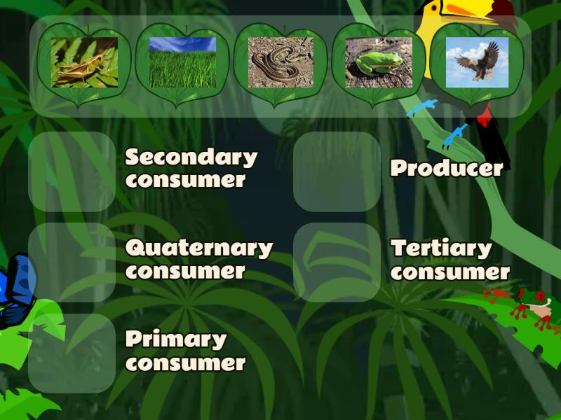 Identify the producer and consumers in a food chain - Match up