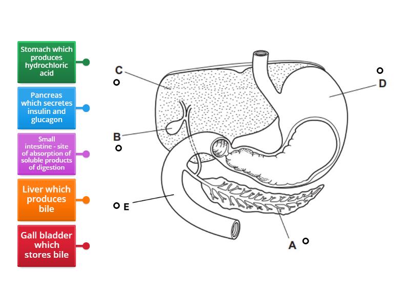 Digestive system and associated organs - Labelled diagram